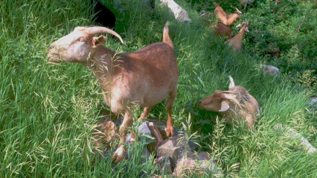Goats Bring a Community Together for Wildfire Prevention