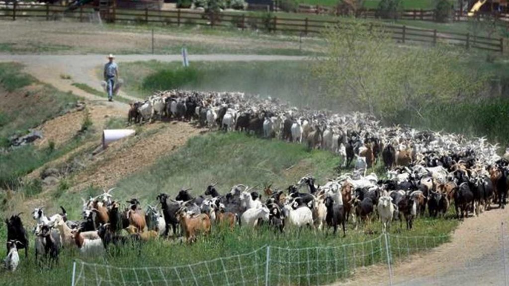Broomfield uses goats as an alternative to chemical weed control