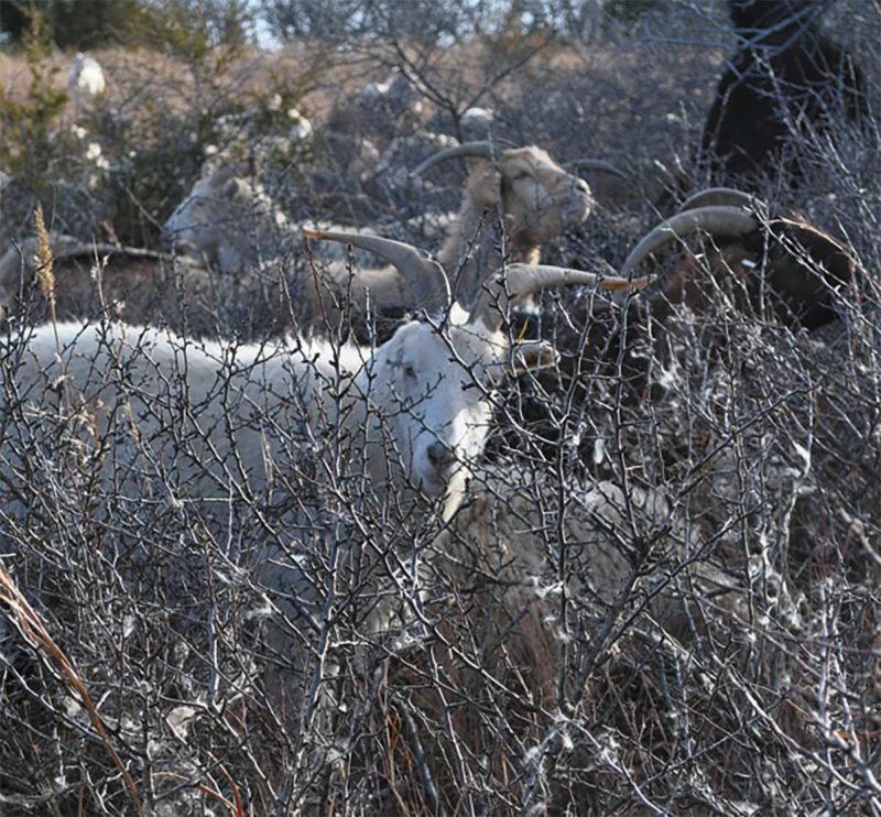 Goat herd used to help with land restoration