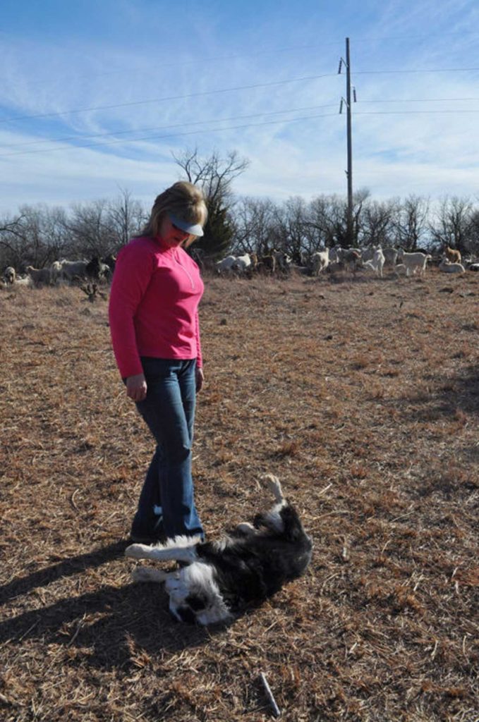 Goat herd used to help with land restoration
