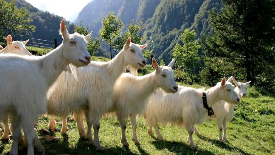 What Are They Smoking? Goats Might Combat Radiation in Colorado