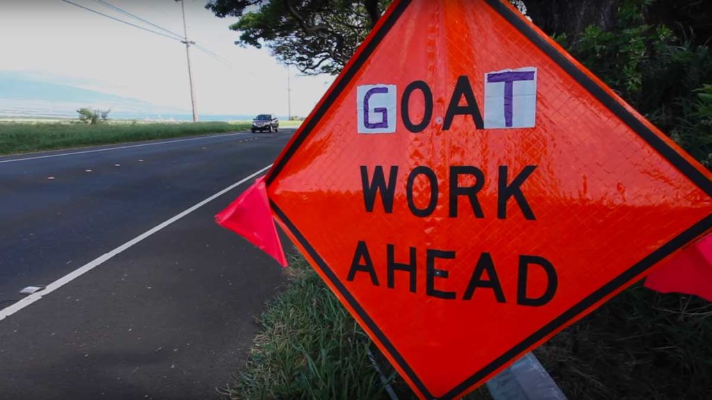 Pilot Program Employs Goats to Manage Invasive Weeds