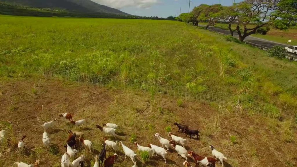 Why We Love the Gypsy Goat Herder