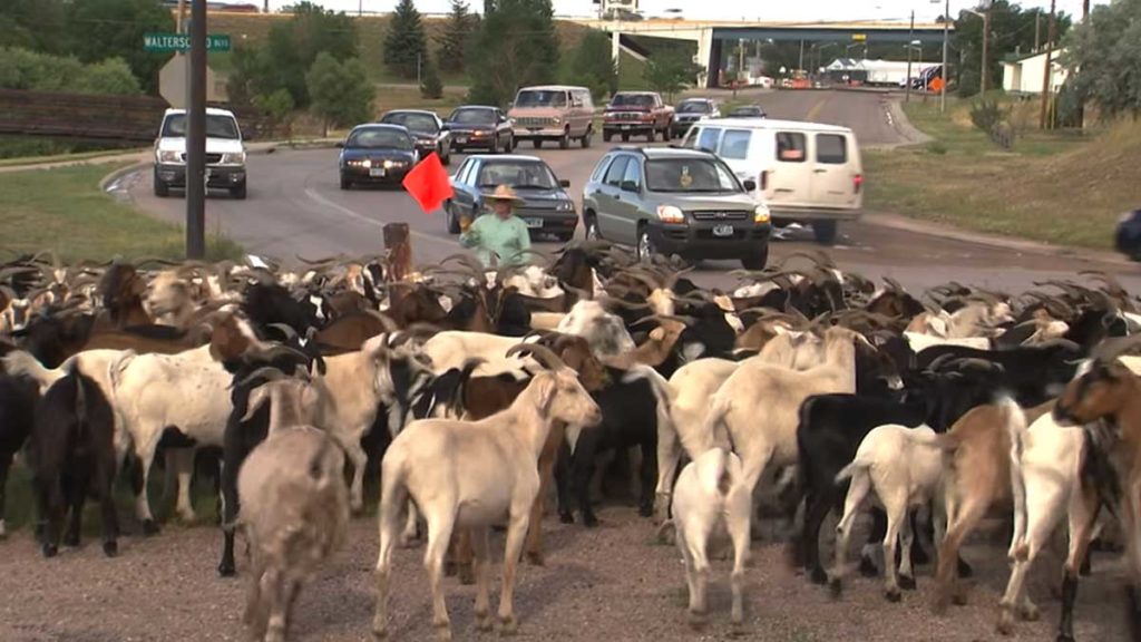 Meet the Goat Lady of Cheyenne