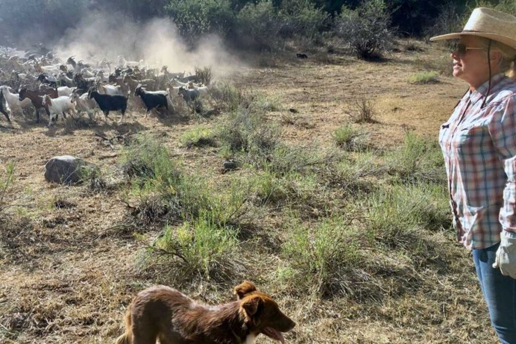 Meet The ‘Goat Gypsy’ Working To Restore The Land And Prevent Wildfires