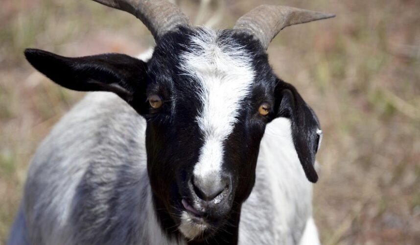 Trailblazing goats return to Rio Grande trail duty