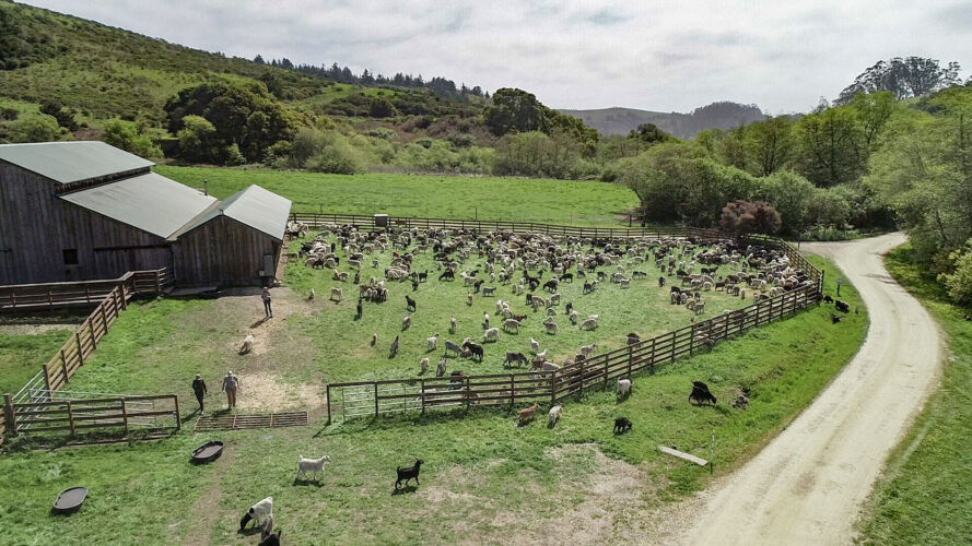 Hungry Firefighting Goats Helping CA Prepare for the 2021 Wildfire Season