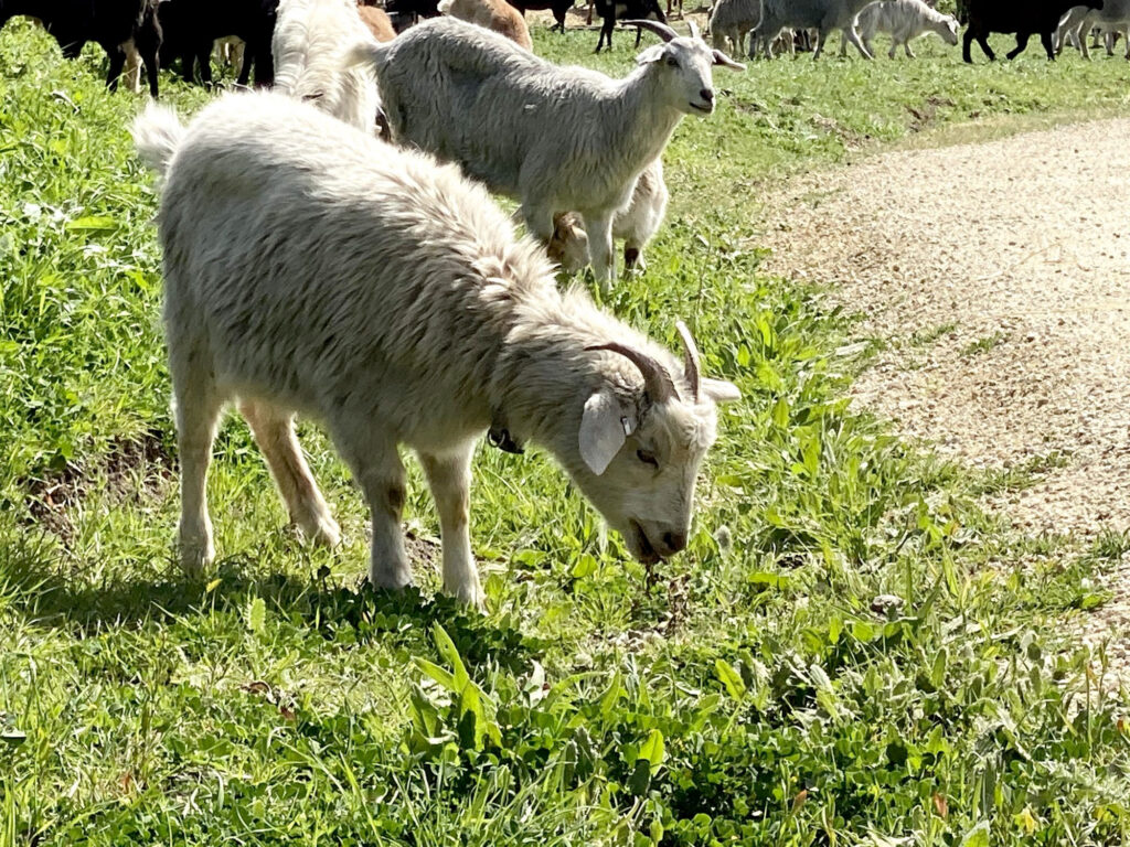 Hungry Firefighting Goats Helping CA Prepare for the 2021 Wildfire Season