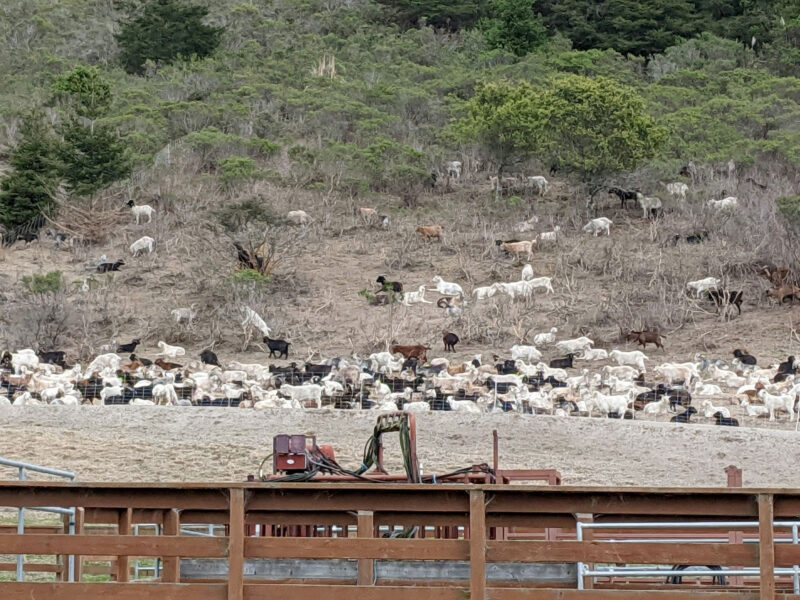 Hungry Firefighting Goats Helping CA Prepare for the 2021 Wildfire Season