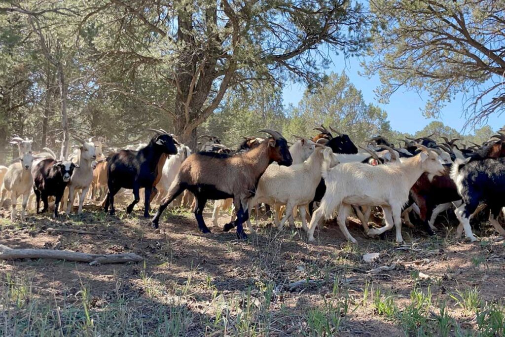 Goats And Their Poop: BLM Hopes Horned Allies Can Help Slow Wildfire Spread