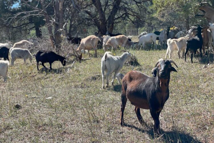 Goats And Their Poop: BLM Hopes Horned Allies Can Help Slow Wildfire Spread