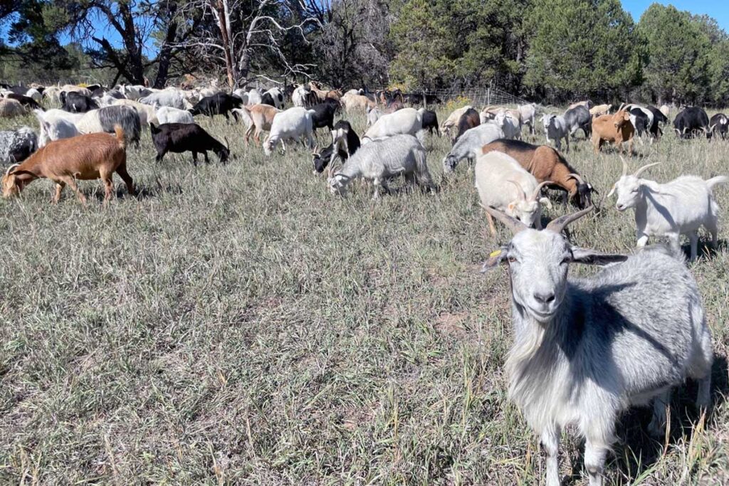 Goats And Their Poop: BLM Hopes Horned Allies Can Help Slow Wildfire Spread