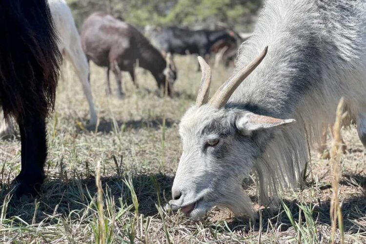 Goats And Their Poop: BLM Hopes Horned Allies Can Help Slow Wildfire Spread
