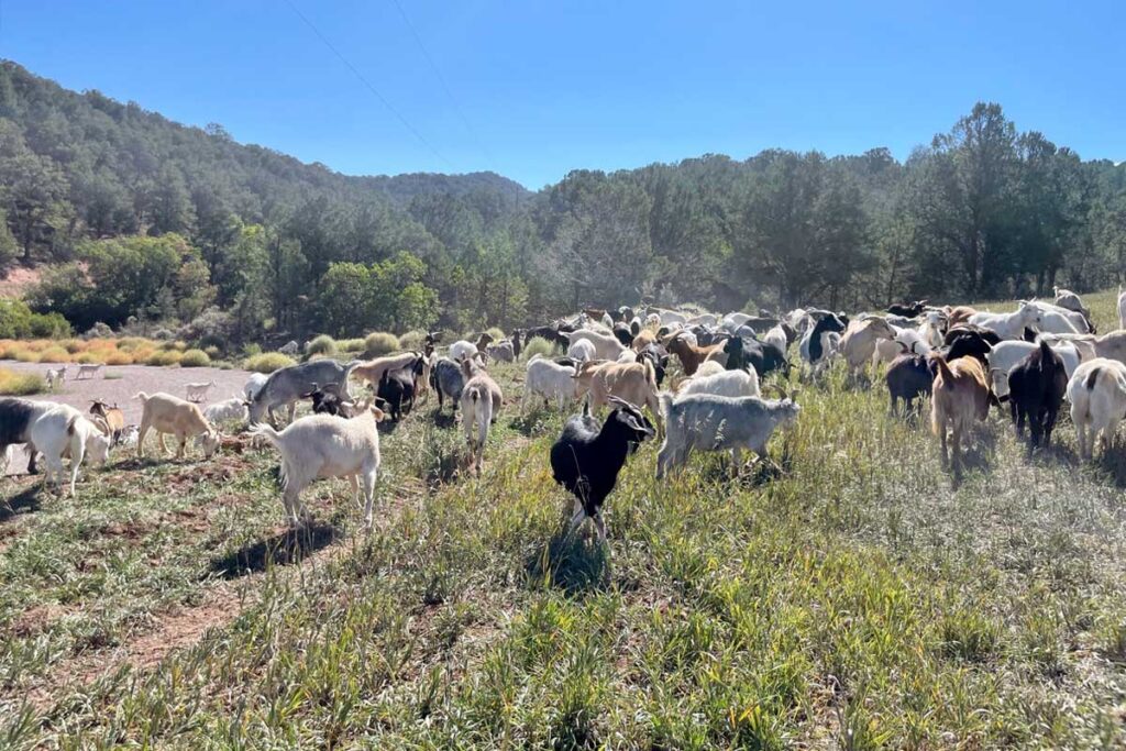 Goats And Their Poop: BLM Hopes Horned Allies Can Help Slow Wildfire Spread